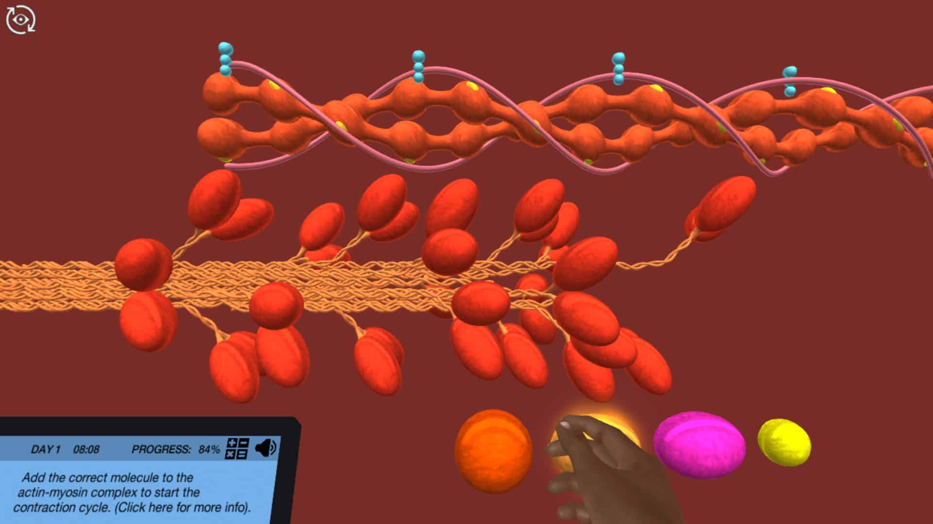 肌肉组织:概述| Labster - hth华体会最新网站